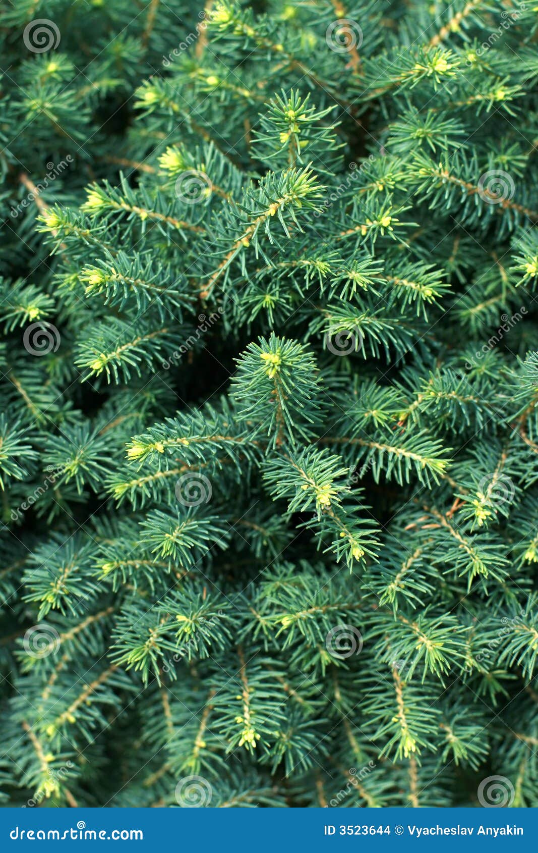 Fur-tree background stock photo. Image of siberian, prickle - 3523644