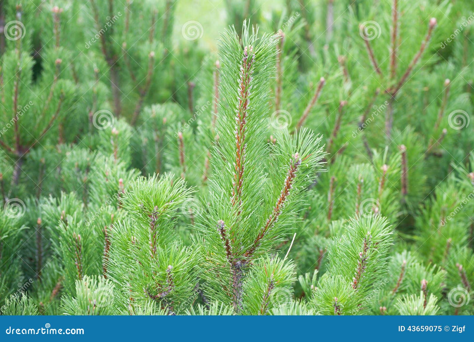Fur-tree stock image. Image of pattern, nature, altay - 43659075