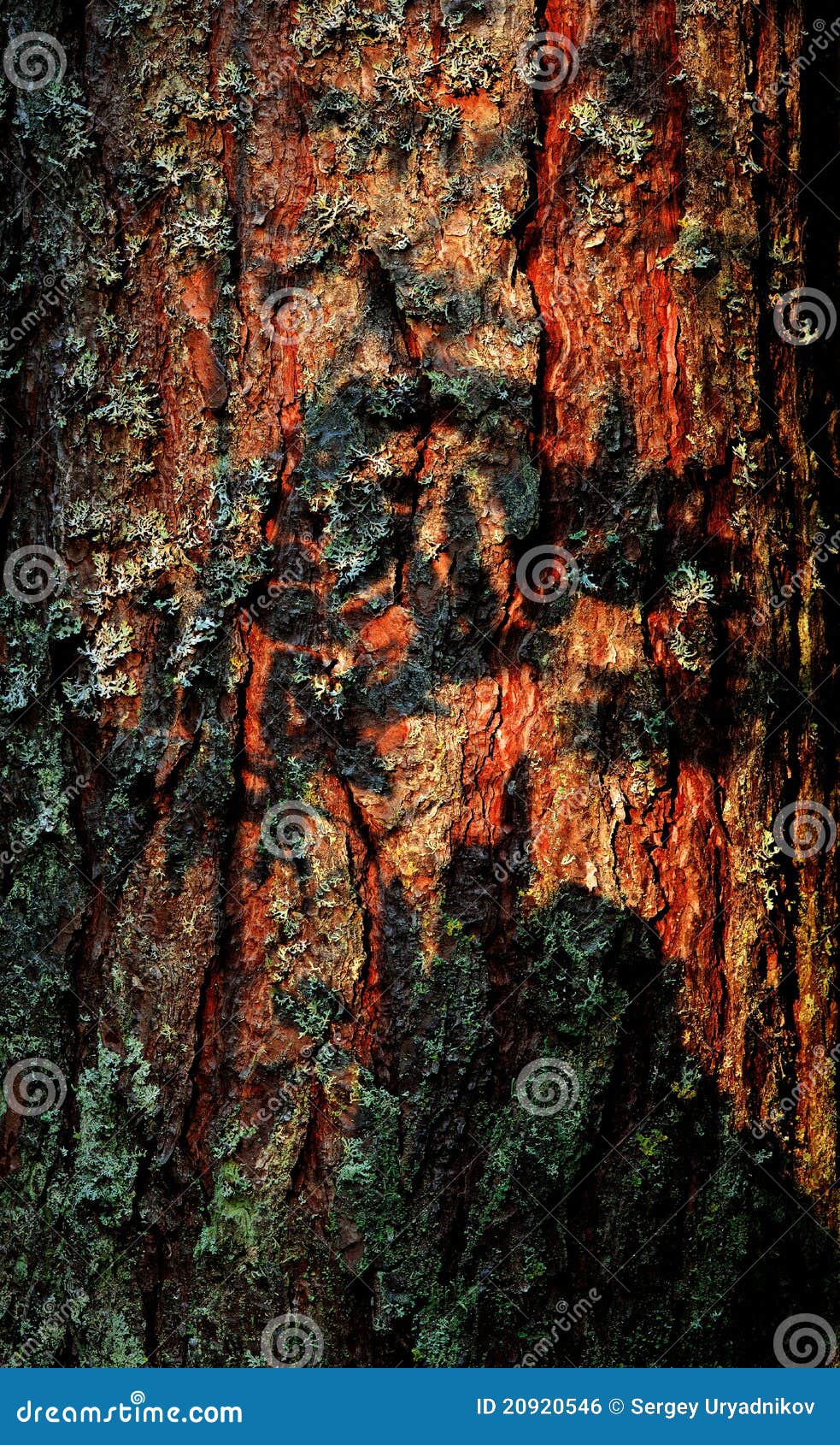Fur-tree bark stock photo. Image of green, abstract, background - 20920546