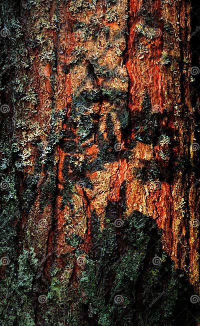 Fur-tree bark stock photo. Image of green, abstract, background - 20920546