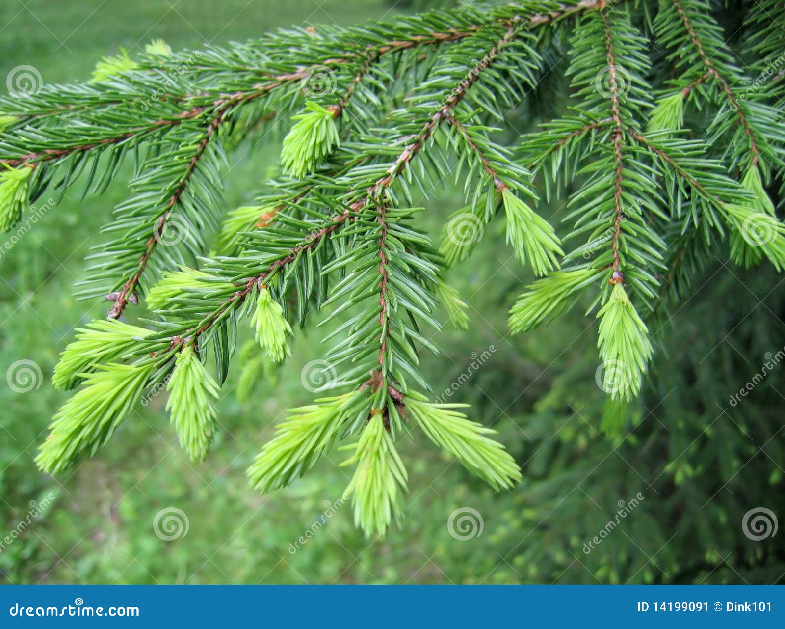 Fur tree branch stock image. Image of tree, evergreen - 14199091