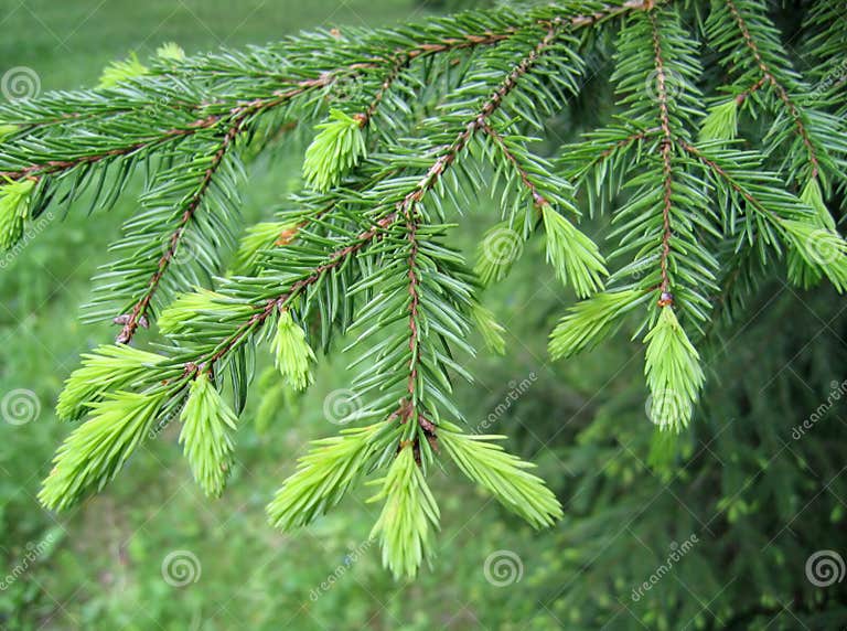 Fur tree branch stock image. Image of tree, evergreen - 14199091