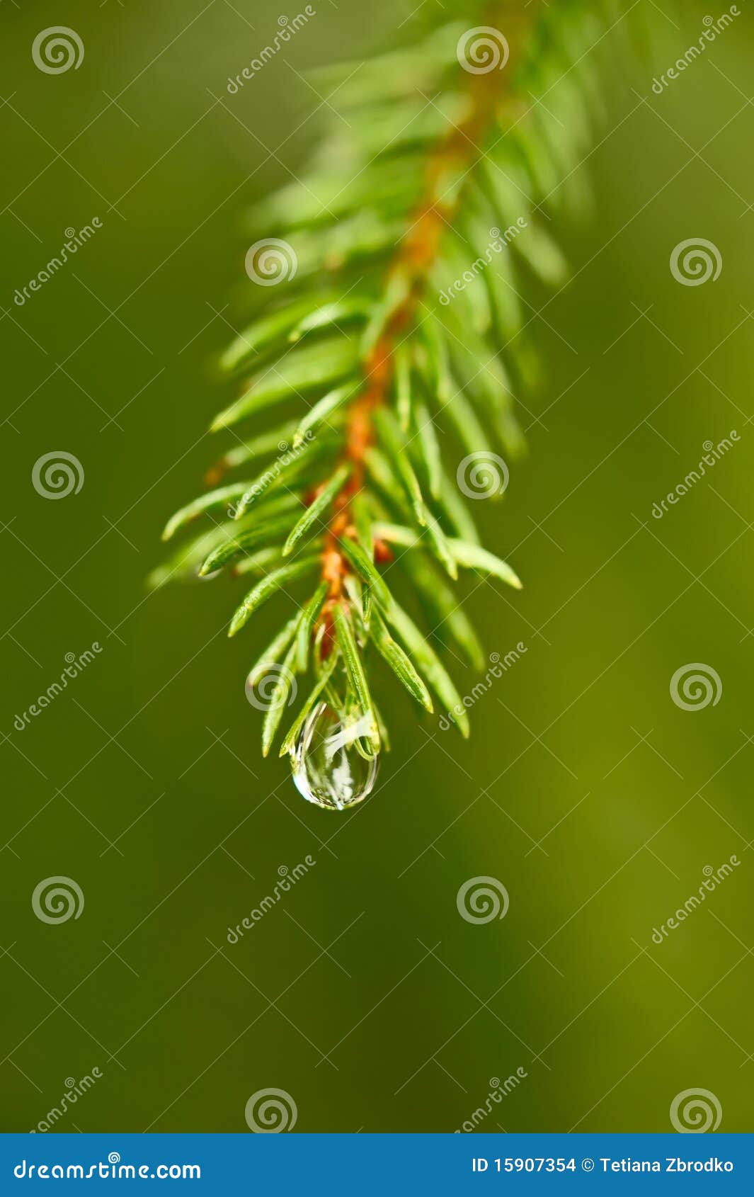 Fur tree branch stock photo. Image of needle, scene, spring - 15907354