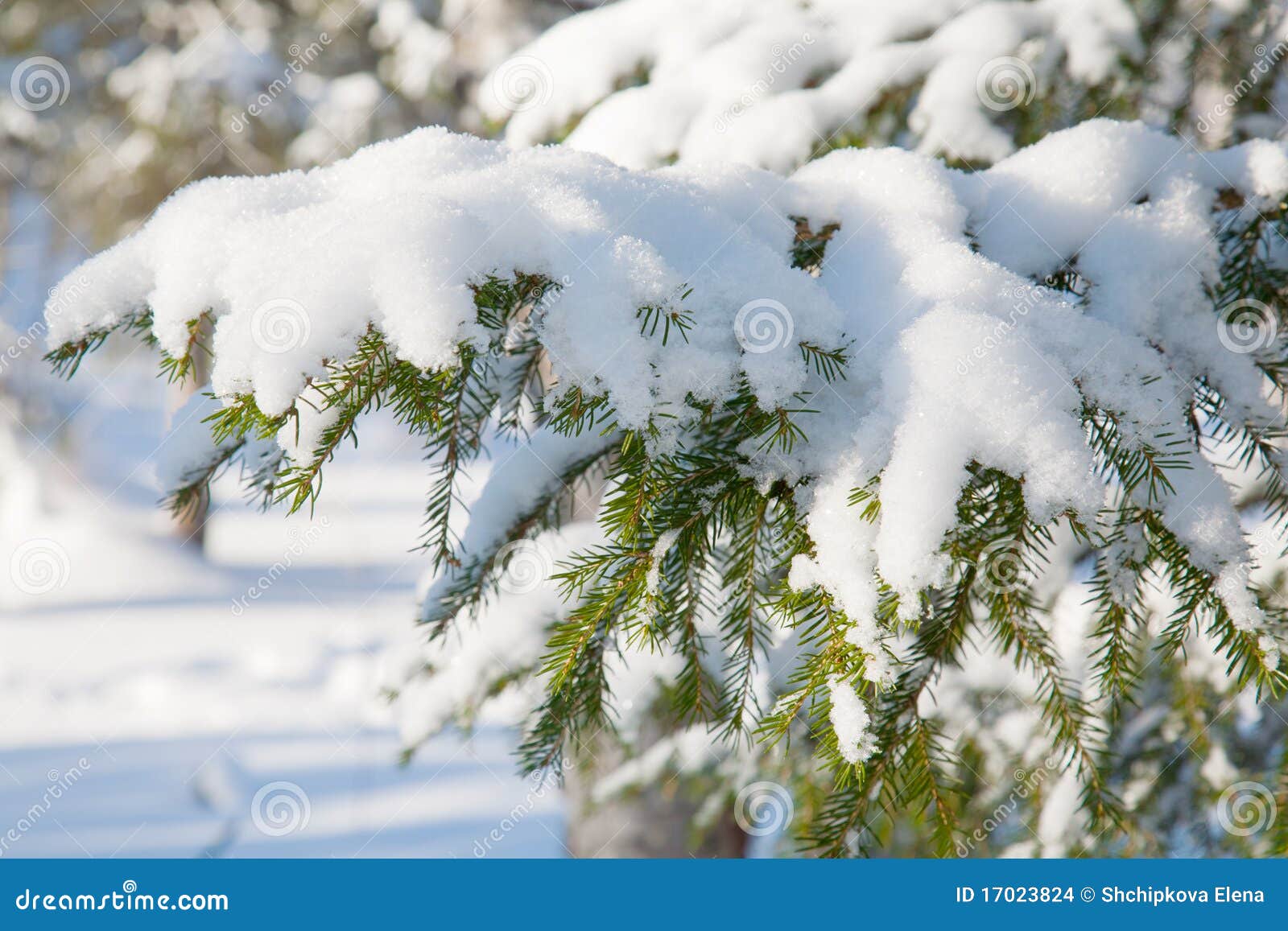 Fur-tree branch stock photo. Image of coniferous, outdoors - 17023824