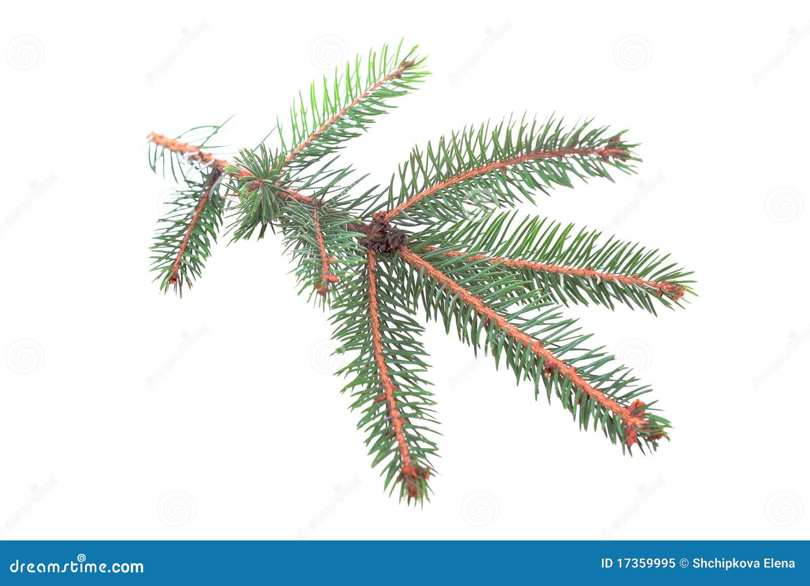Fur-tree branch stock image. Image of christmas, tree - 17359995