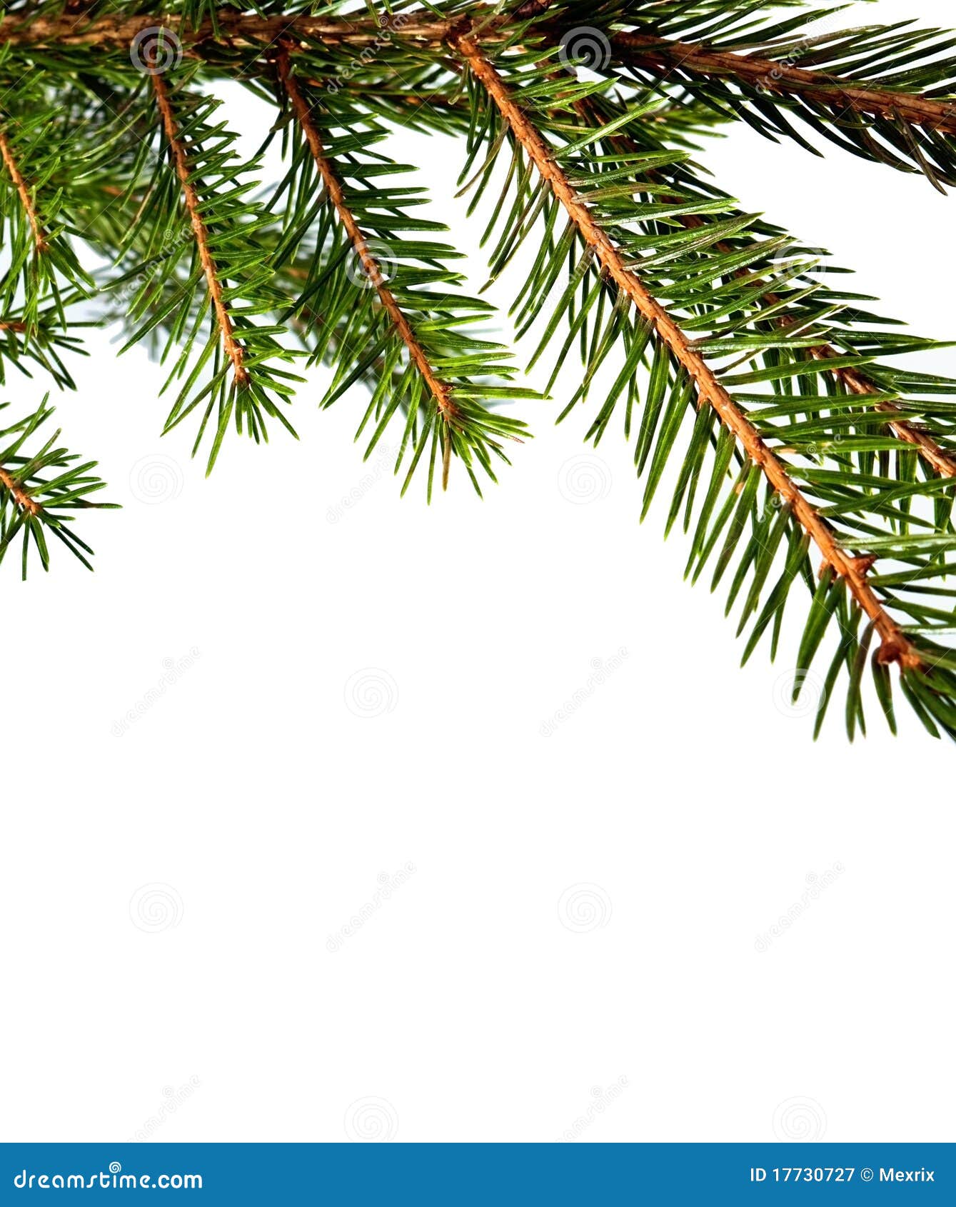 Fur tree branch stock image. Image of occasion, culture - 17730727