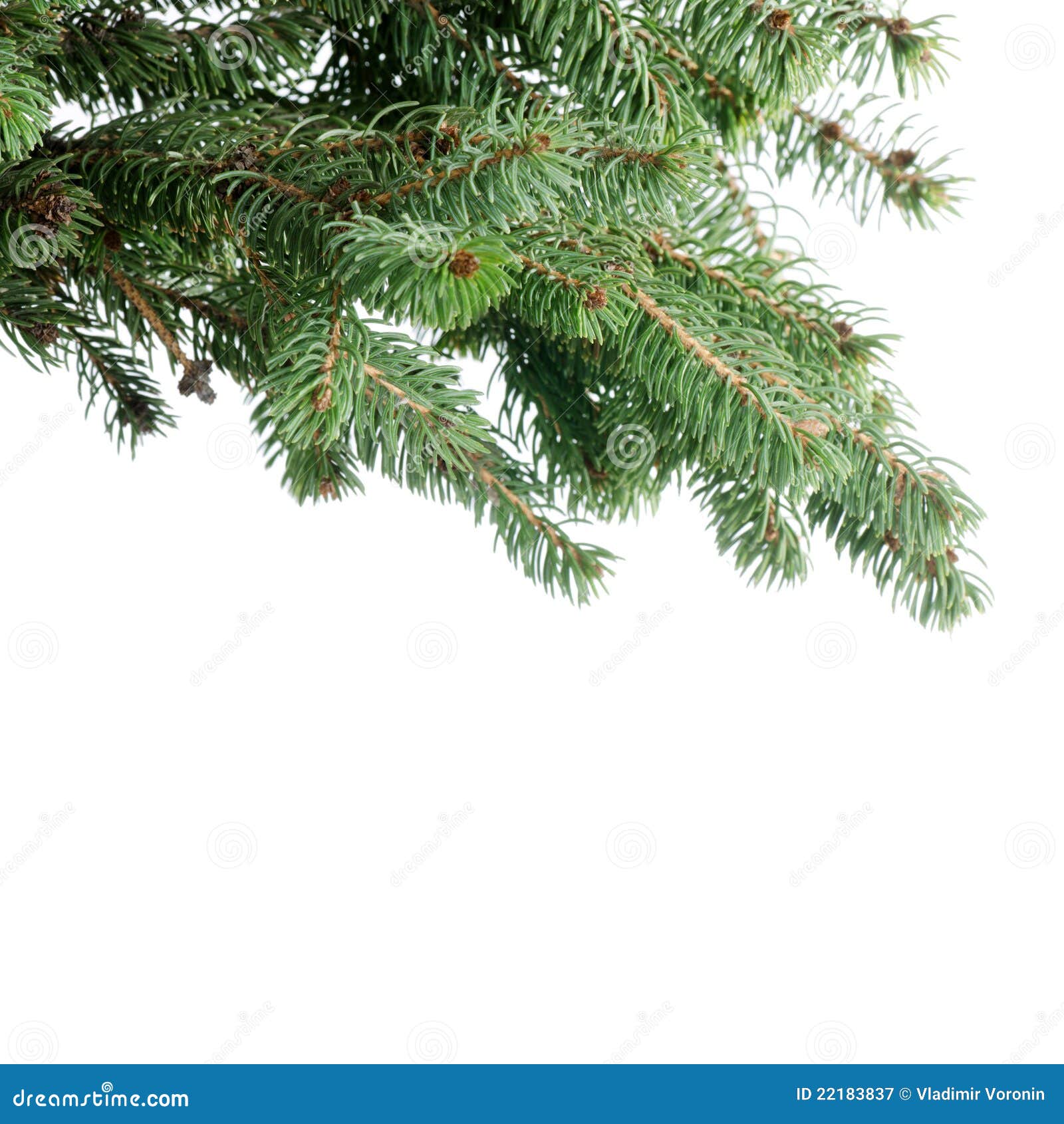 Fur-tree branch stock image. Image of evergreen, decorative - 22183837
