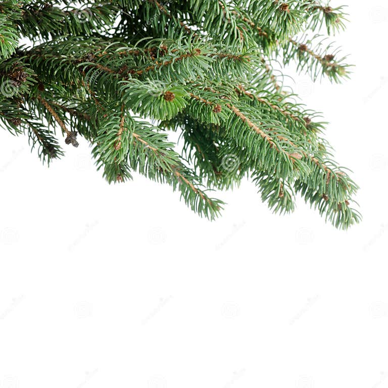 Fur-tree branch stock image. Image of evergreen, decorative - 22183837