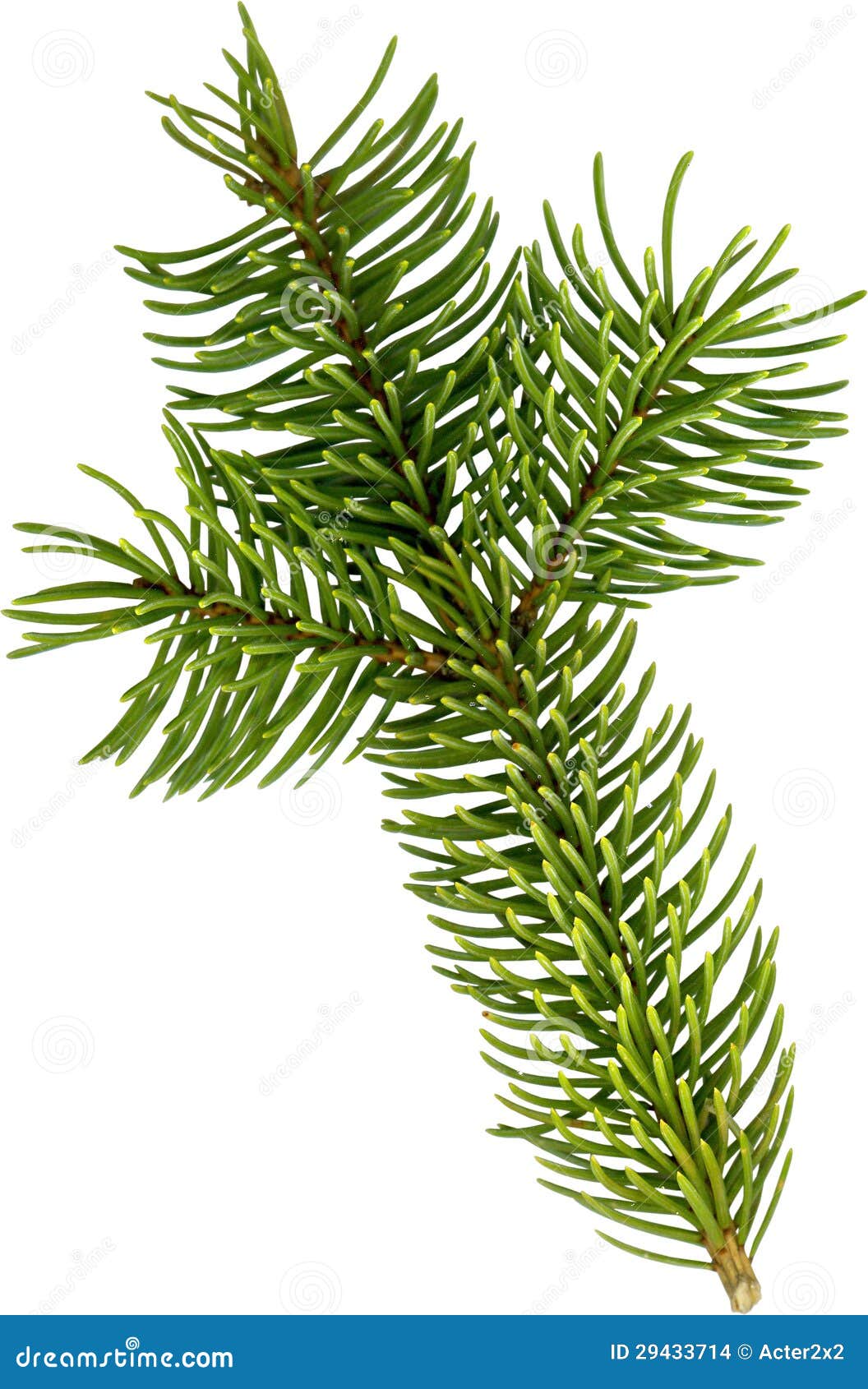 Fur-tree branch stock photo. Image of decorative, green - 29433714