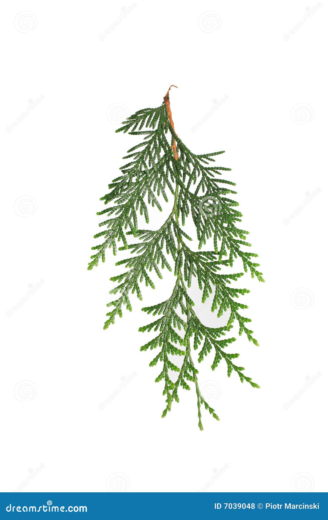 Fur-tree branch stock photo. Image of background, copy - 7039048