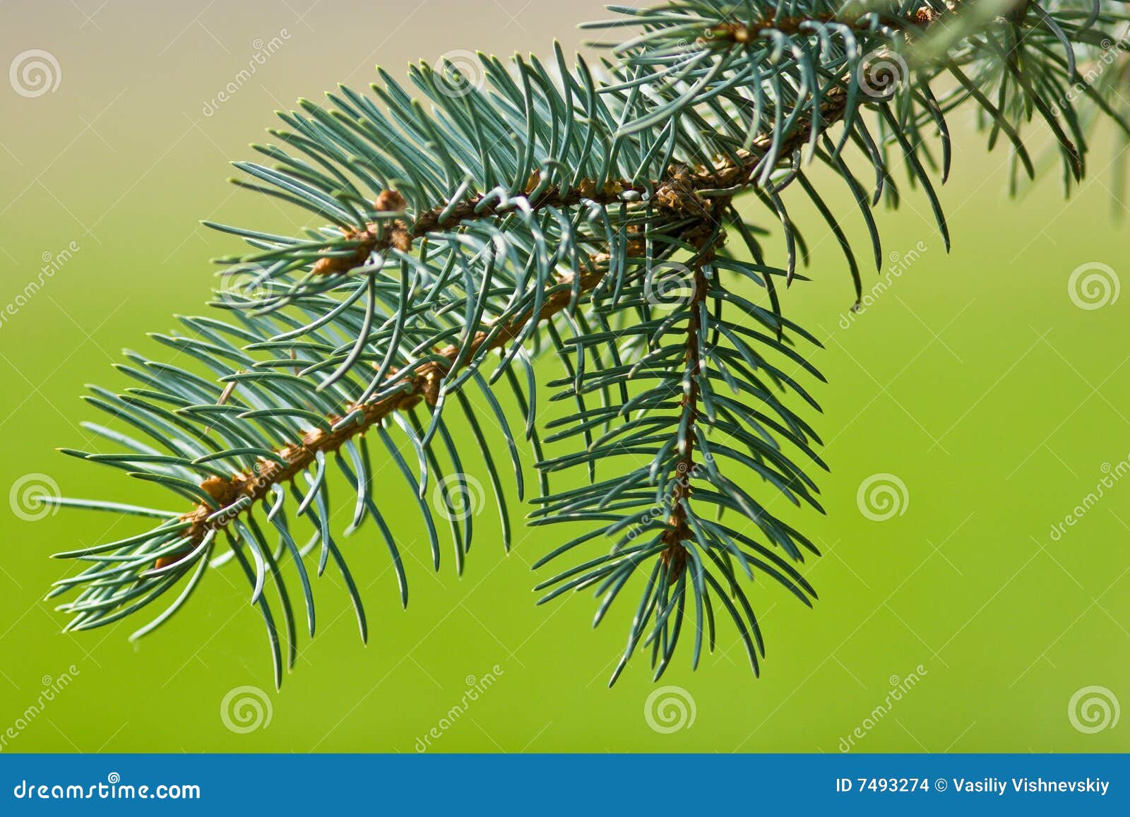 Fur-tree branch stock photo. Image of needle, green, pine - 7493274