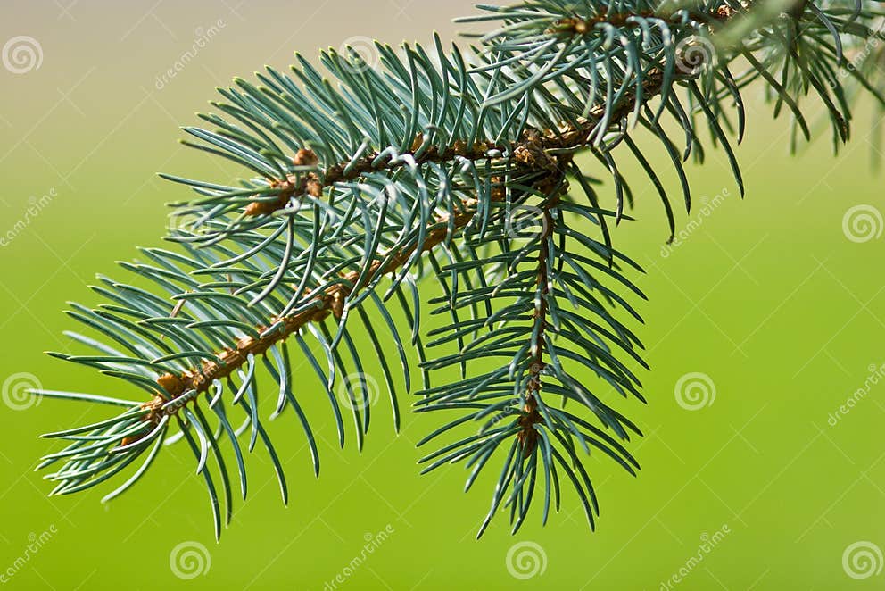 Fur-tree branch stock photo. Image of needle, green, pine - 7493274