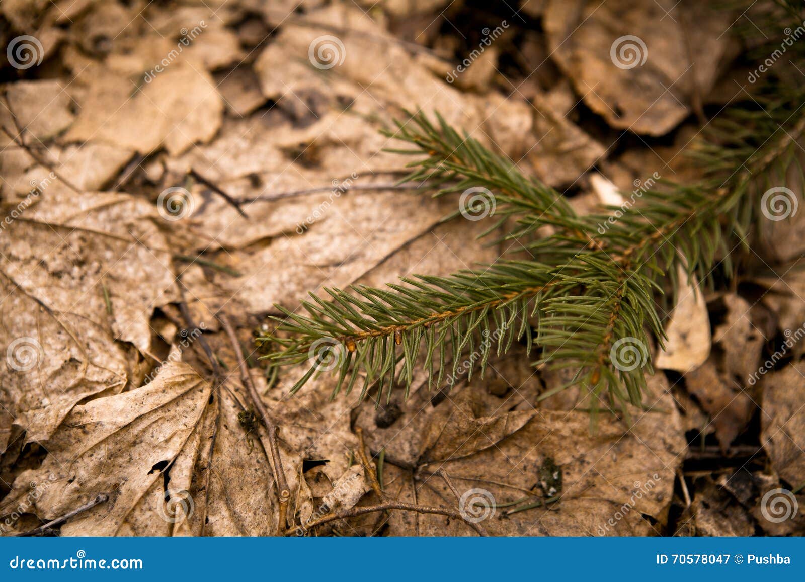 Fur-tree Branch on a Background of Dry Fallen Leaves Stock Image ...