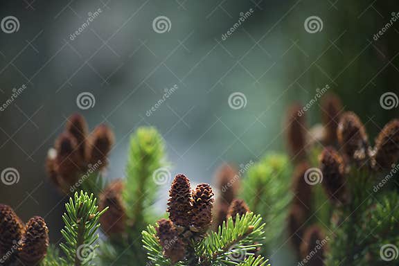 The Fur-tree Branch on Blurred Background Stock Photo - Image of bough ...