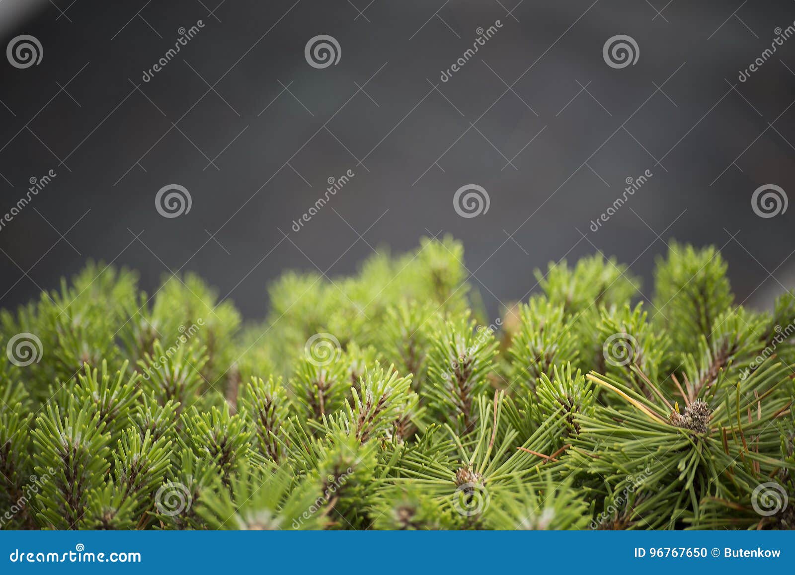 The Fur-tree Branch on Blurred Background Stock Photo - Image of flora ...