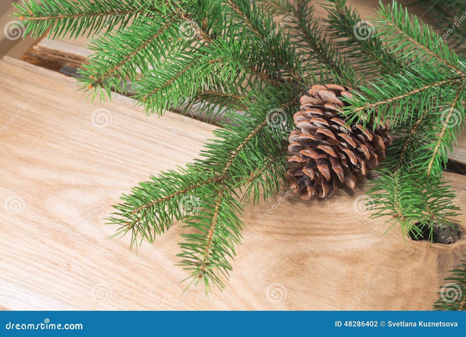 Fur-tree branch with cone stock photo. Image of card - 48286402