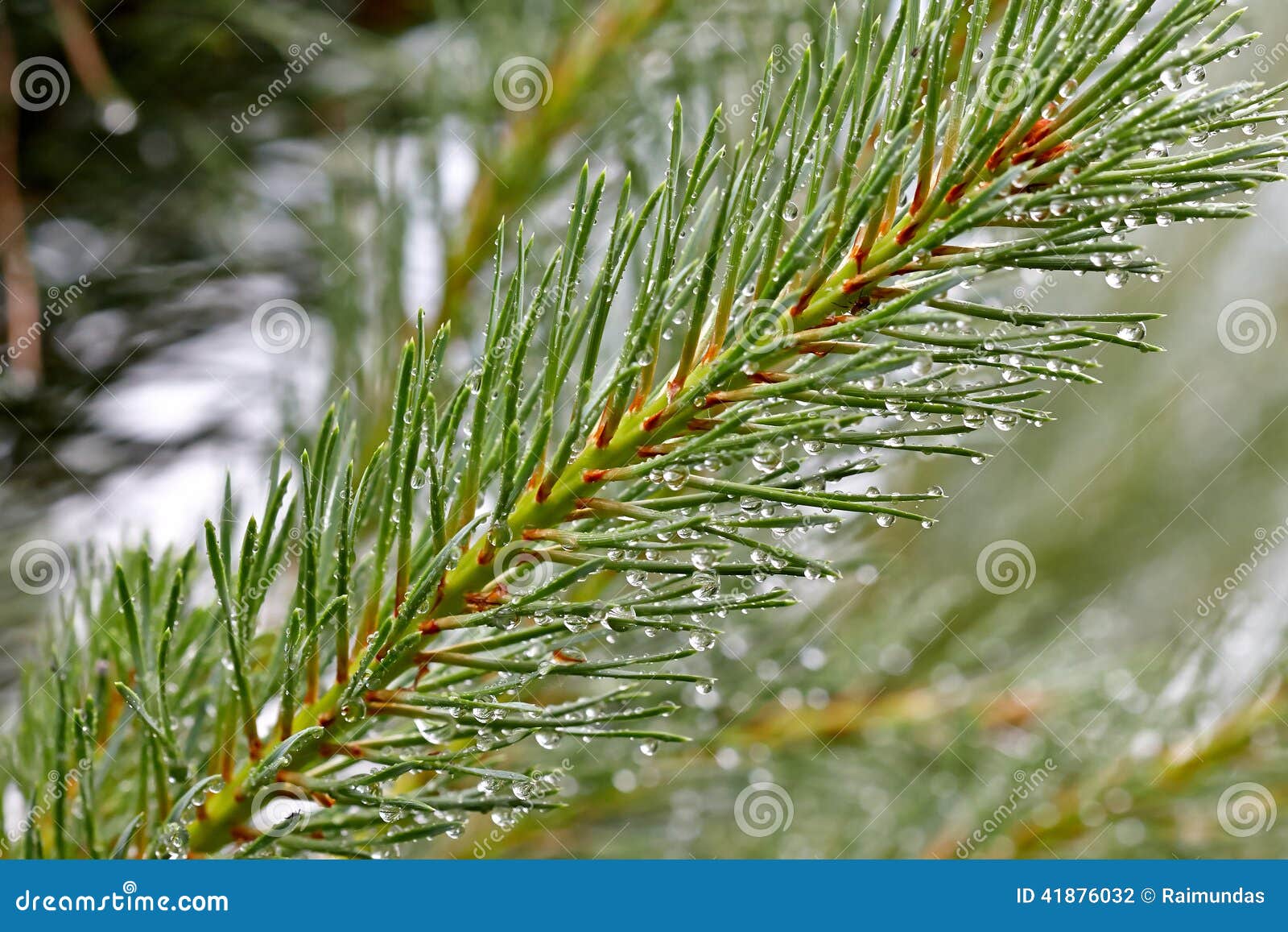 Fur tree branch with drops stock photo. Image of green - 41876032