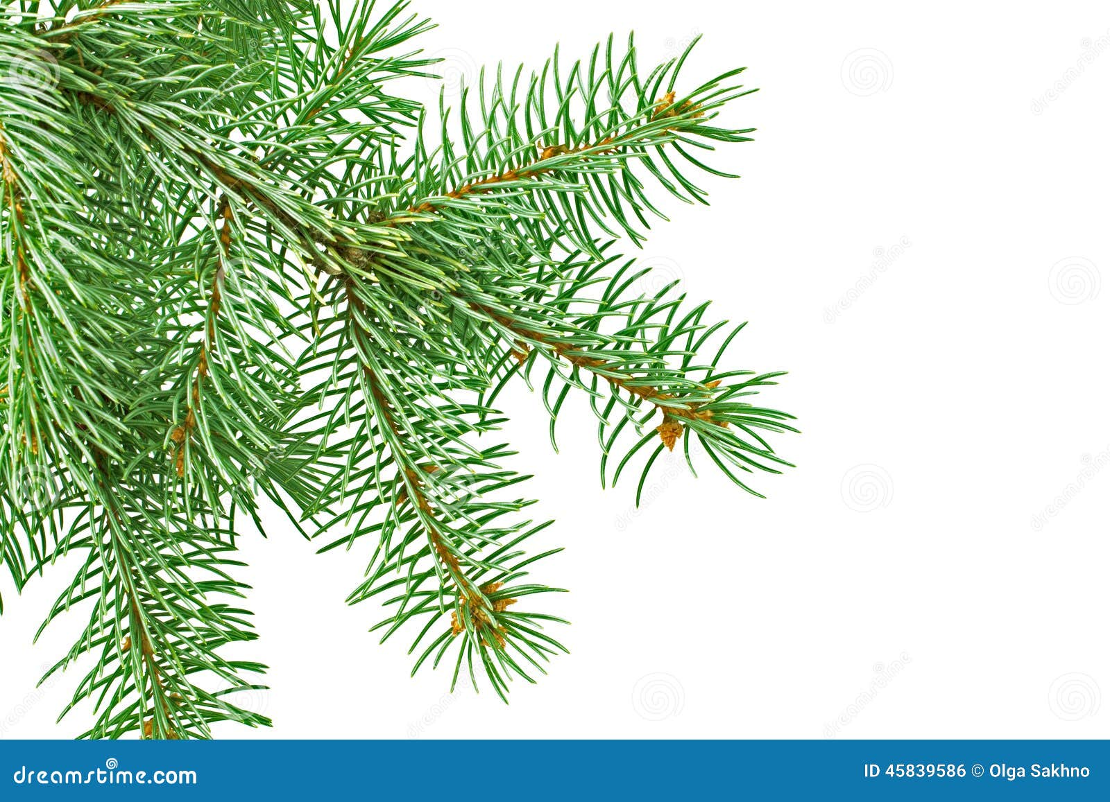 Fur-tree branch stock photo. Image of leaf, macro, object - 45839586