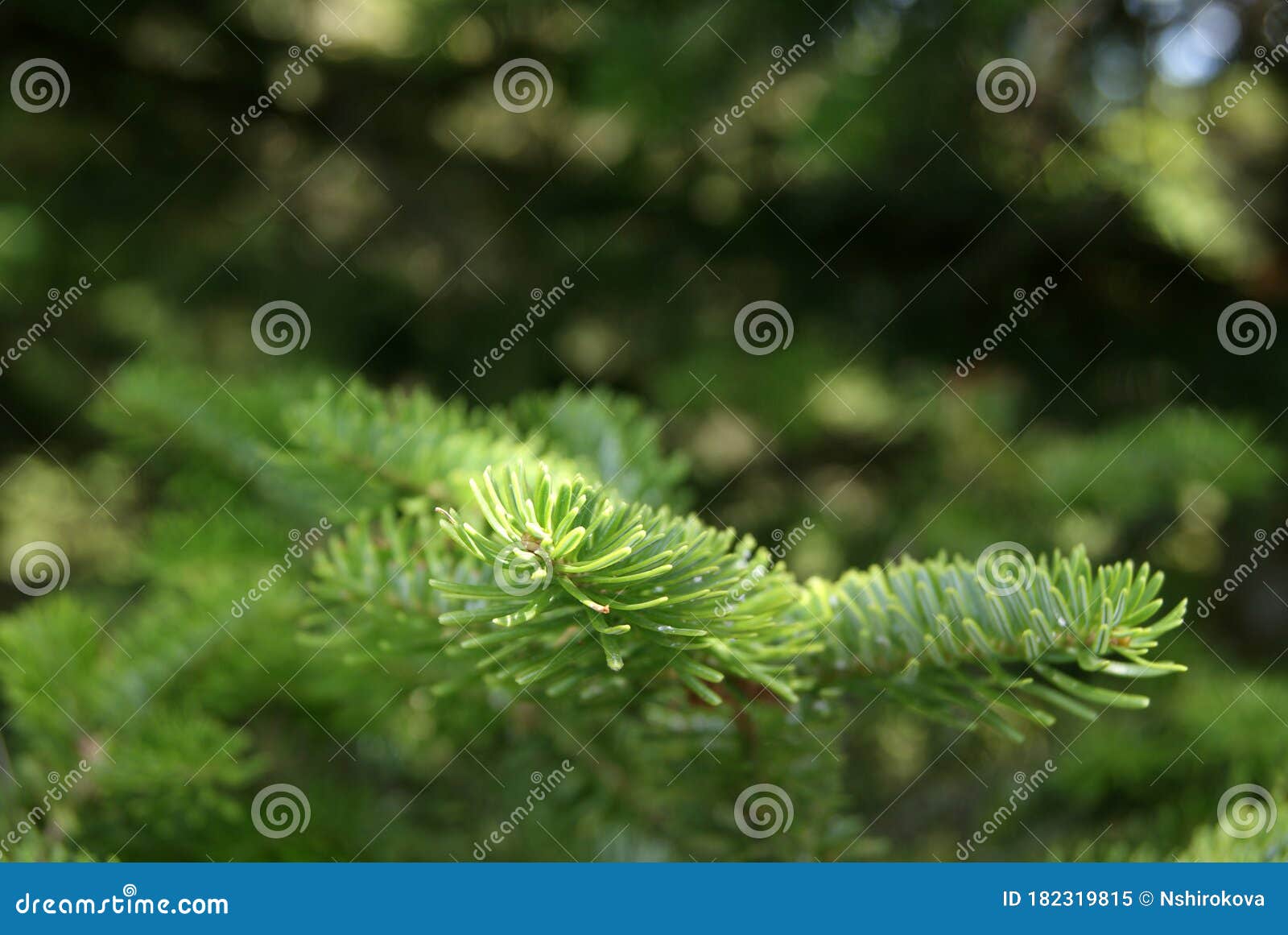 Fur Tree Branch on Green Background Stock Image - Image of closeup ...