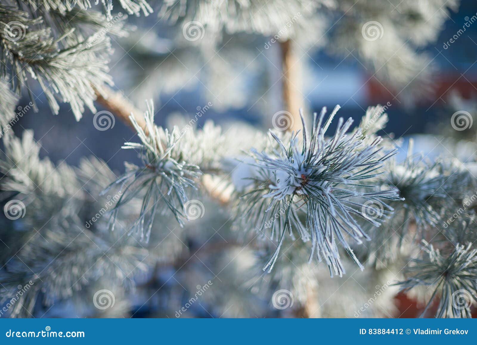 Fur-tree branch with ice stock photo. Image of beauty - 83884412