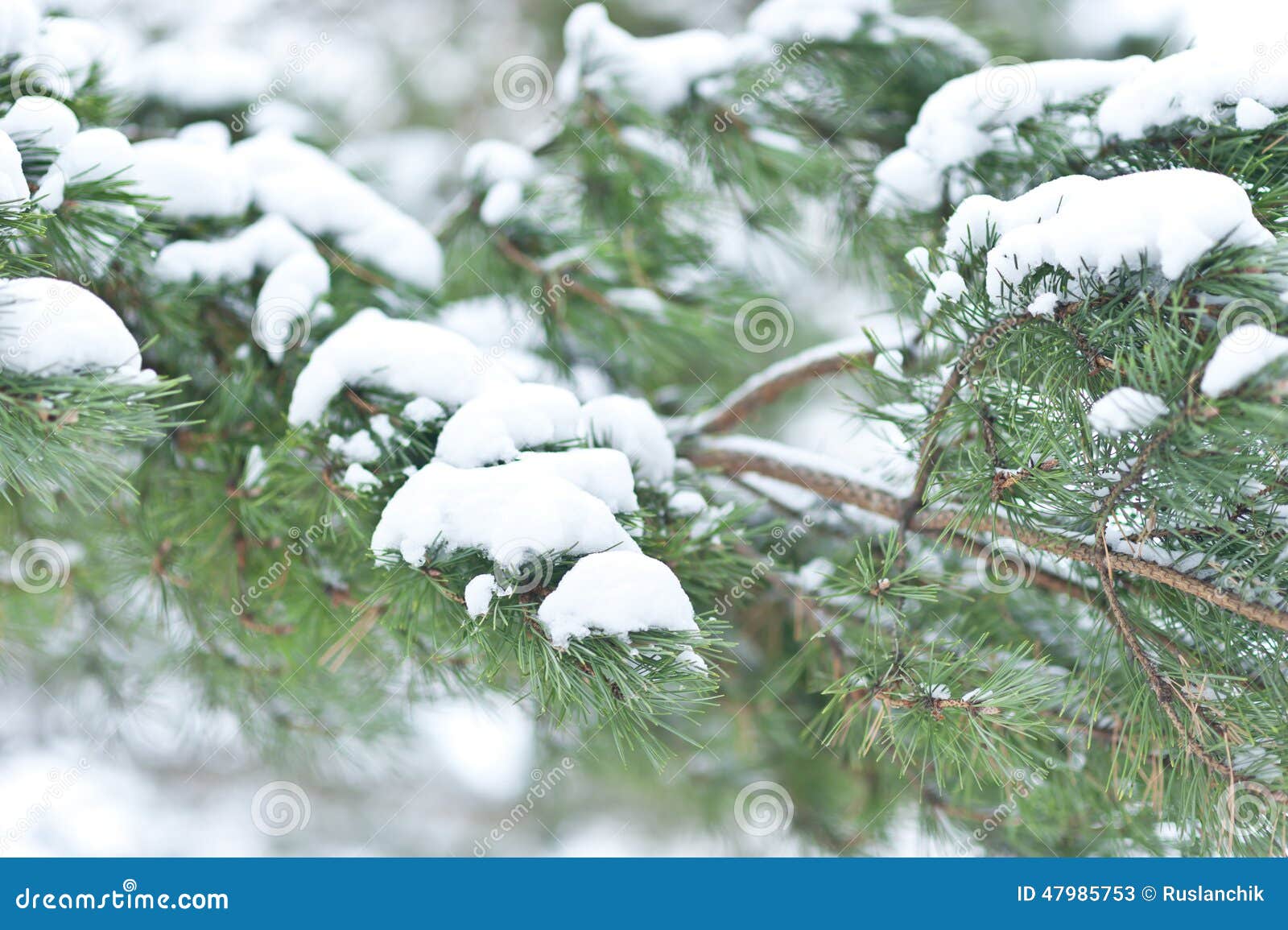 Fur tree stock image. Image of tranquil, scene, firneedle - 47985753