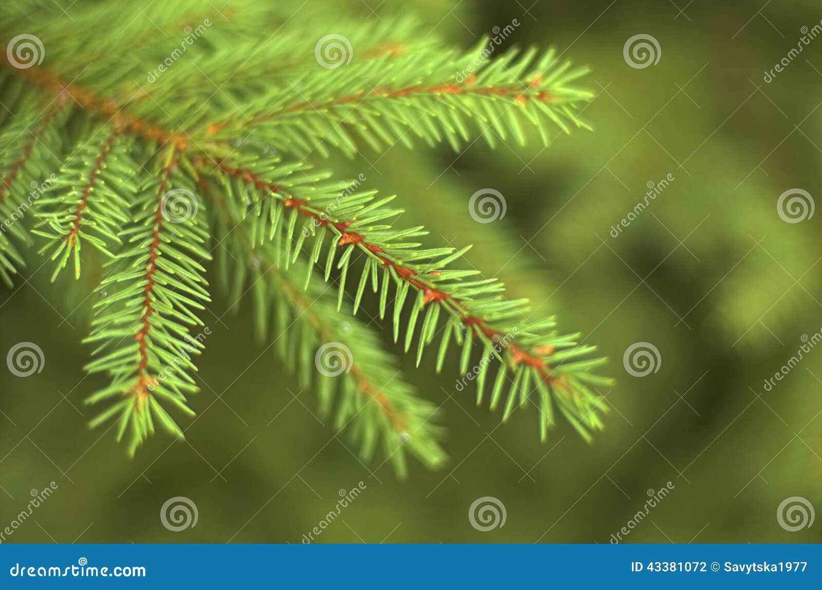 Fur-tree branch stock photo. Image of pine, close, silviculture - 43381072
