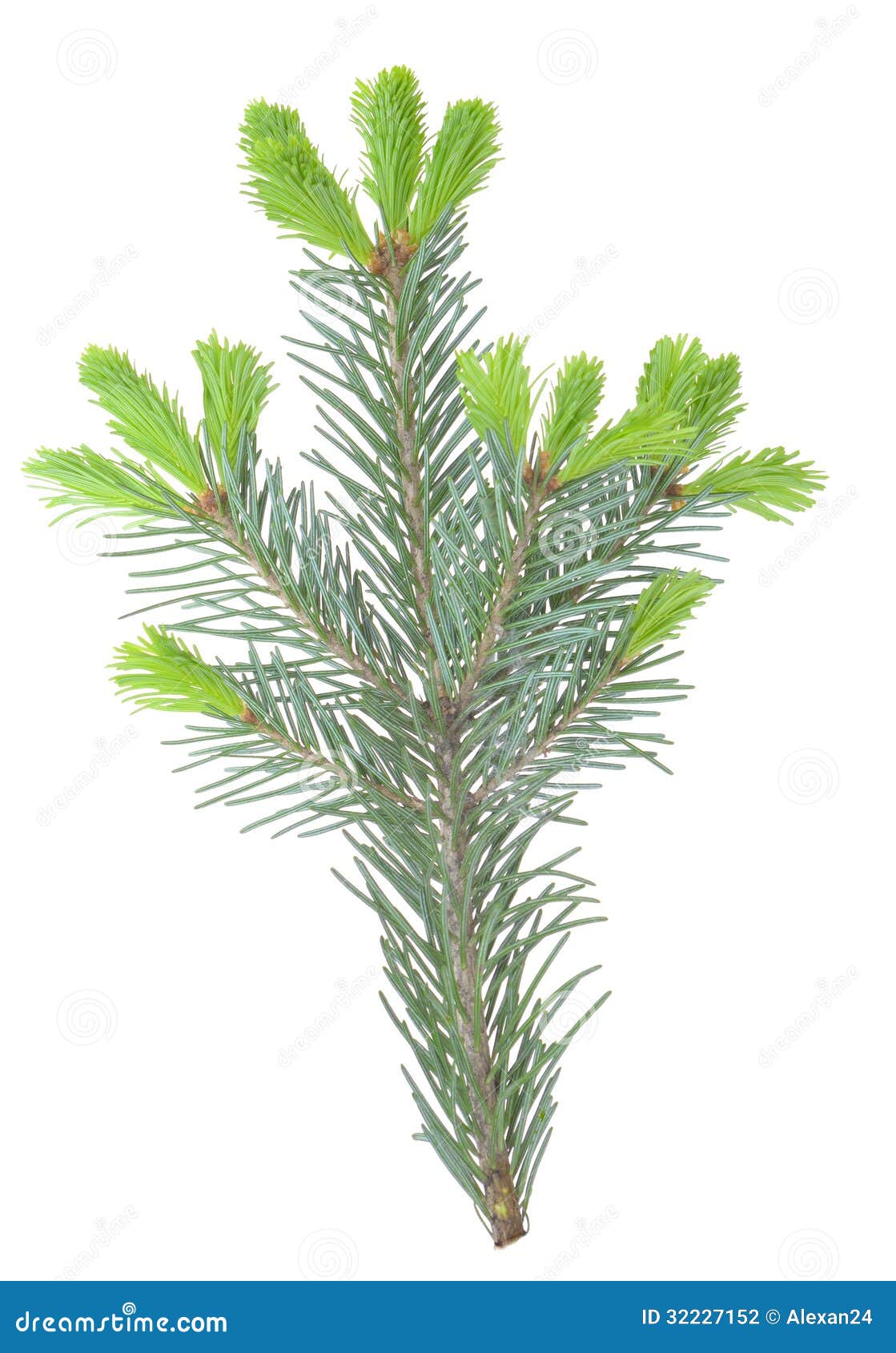 Fur-tree branch stock photo. Image of single, twig, evergreen - 32227152