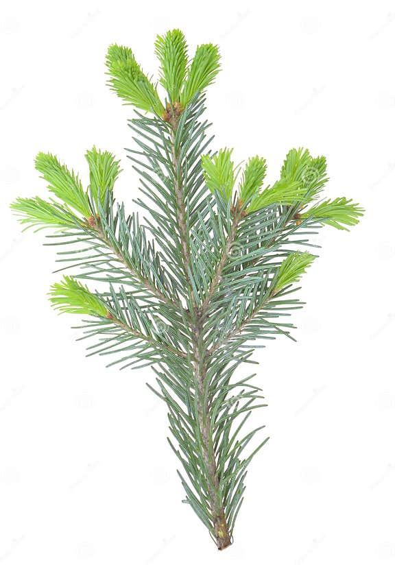 Fur-tree branch stock photo. Image of single, twig, evergreen - 32227152