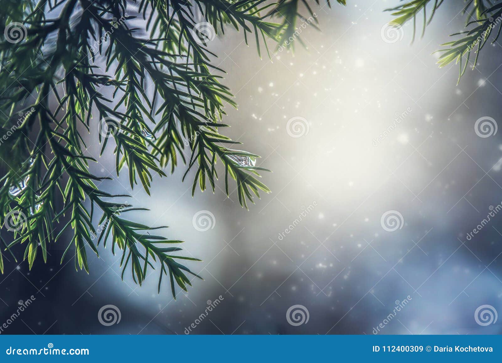 A fur-tree branch stock image. Image of brown, background - 112400309