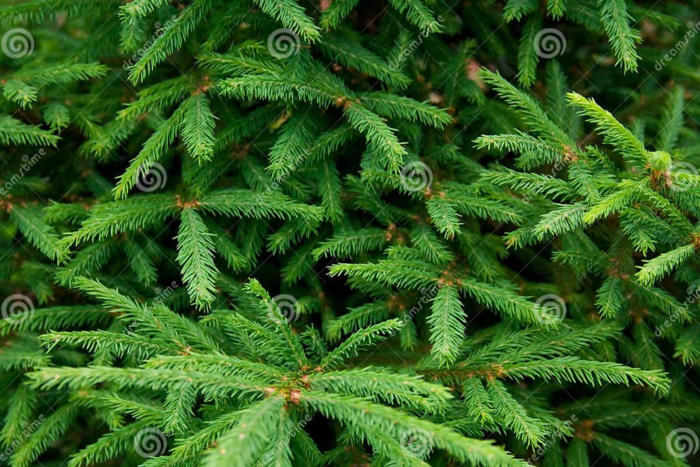 Fur-tree branches stock image. Image of forest, color - 10663063