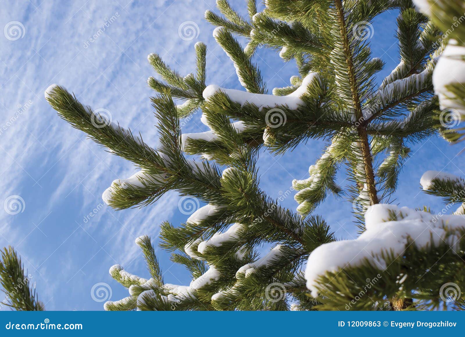 Fur-tree branches stock image. Image of snow, winter - 12009863
