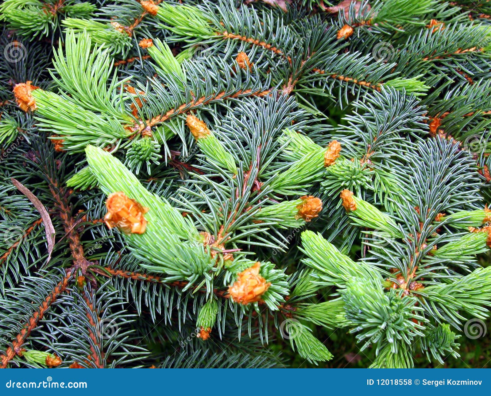Fur-tree branches stock photo. Image of runaway, close - 12018558