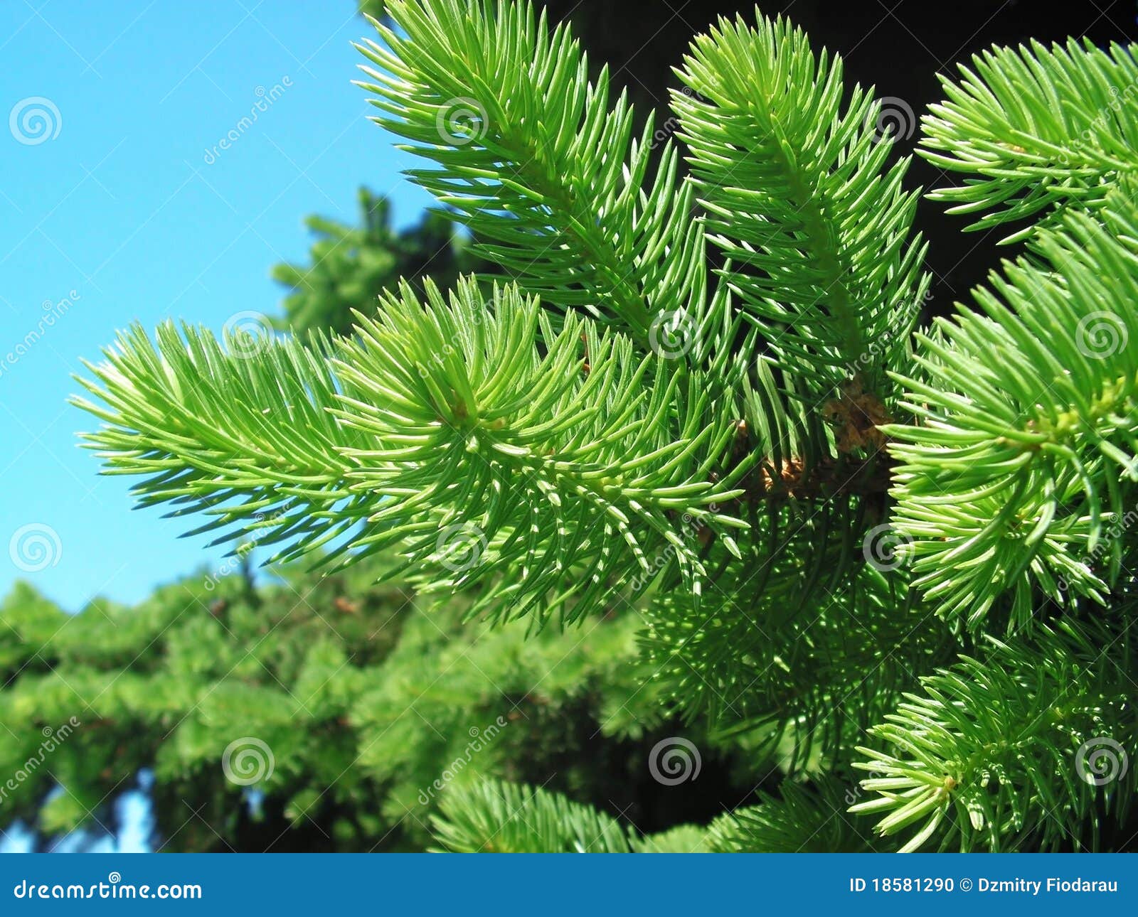 Fur-tree branches stock photo. Image of growth, decoration - 18581290