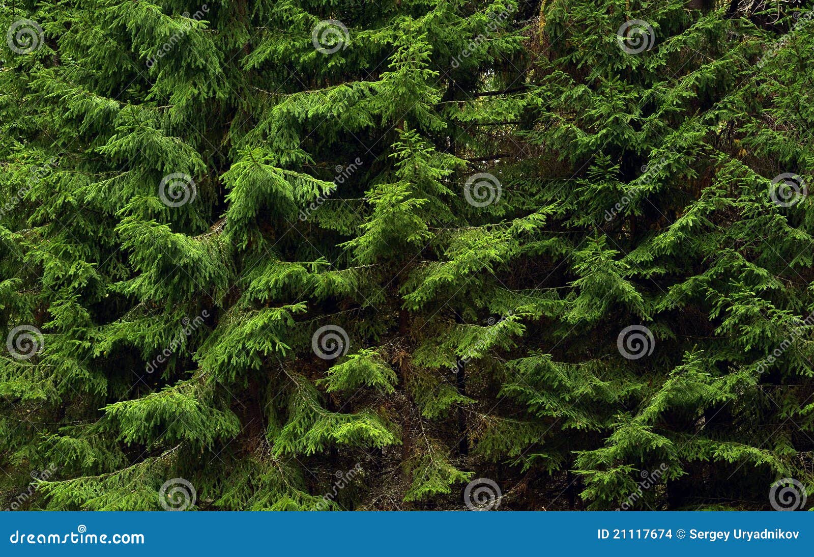 Fur-tree branches. stock photo. Image of pine, needle - 21117674
