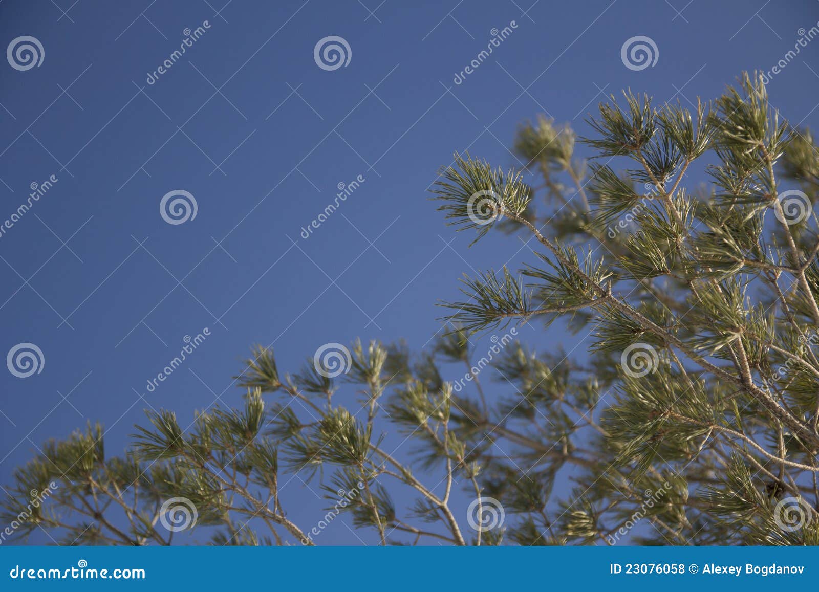 Fur-tree branches stock photo. Image of holiday, season - 23076058