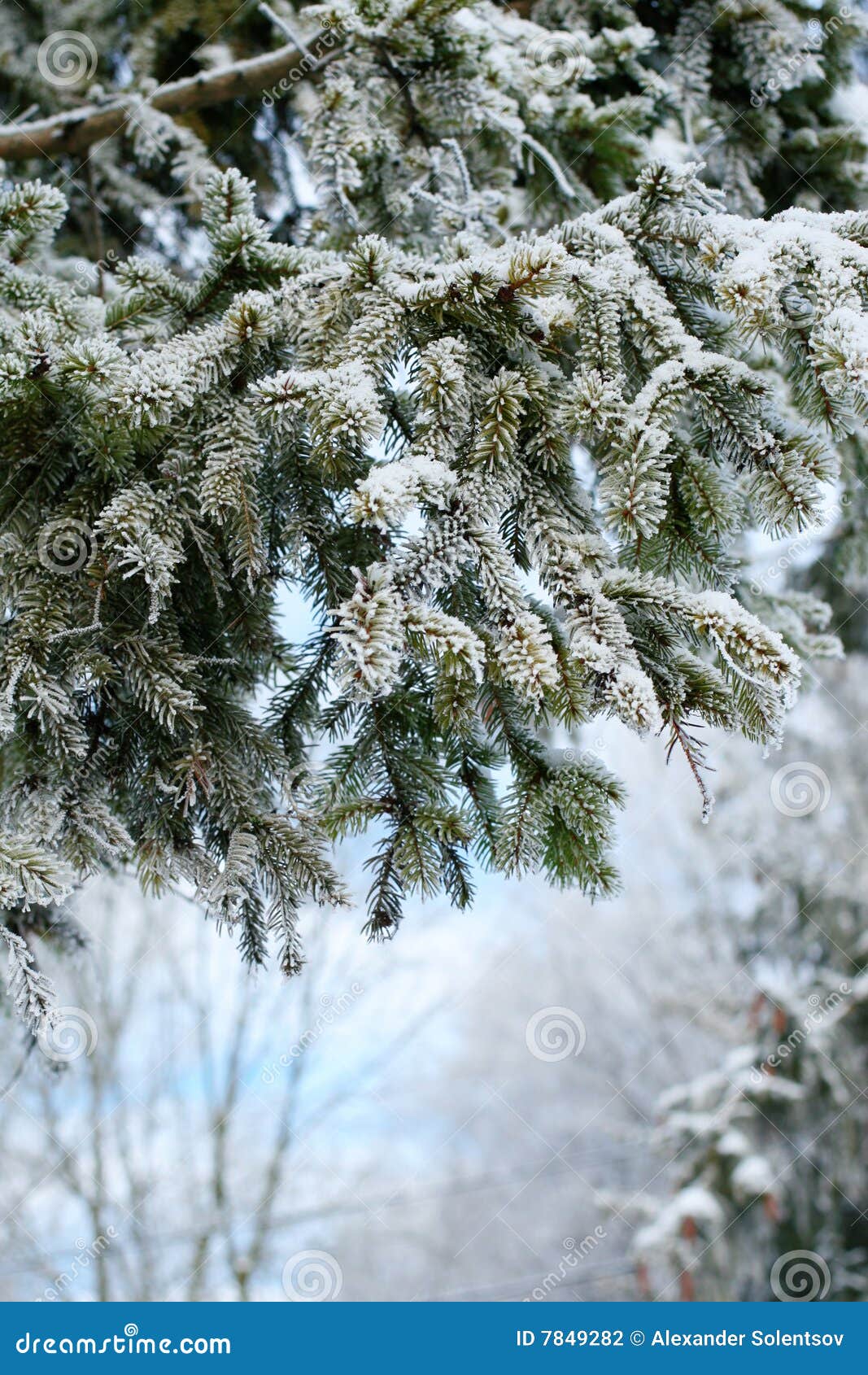 Fur-tree branches stock photo. Image of needles, cold - 7849282