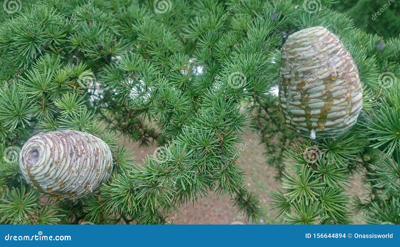 Fur Tree Branches Closeup stock photo. Image of branches - 156644894
