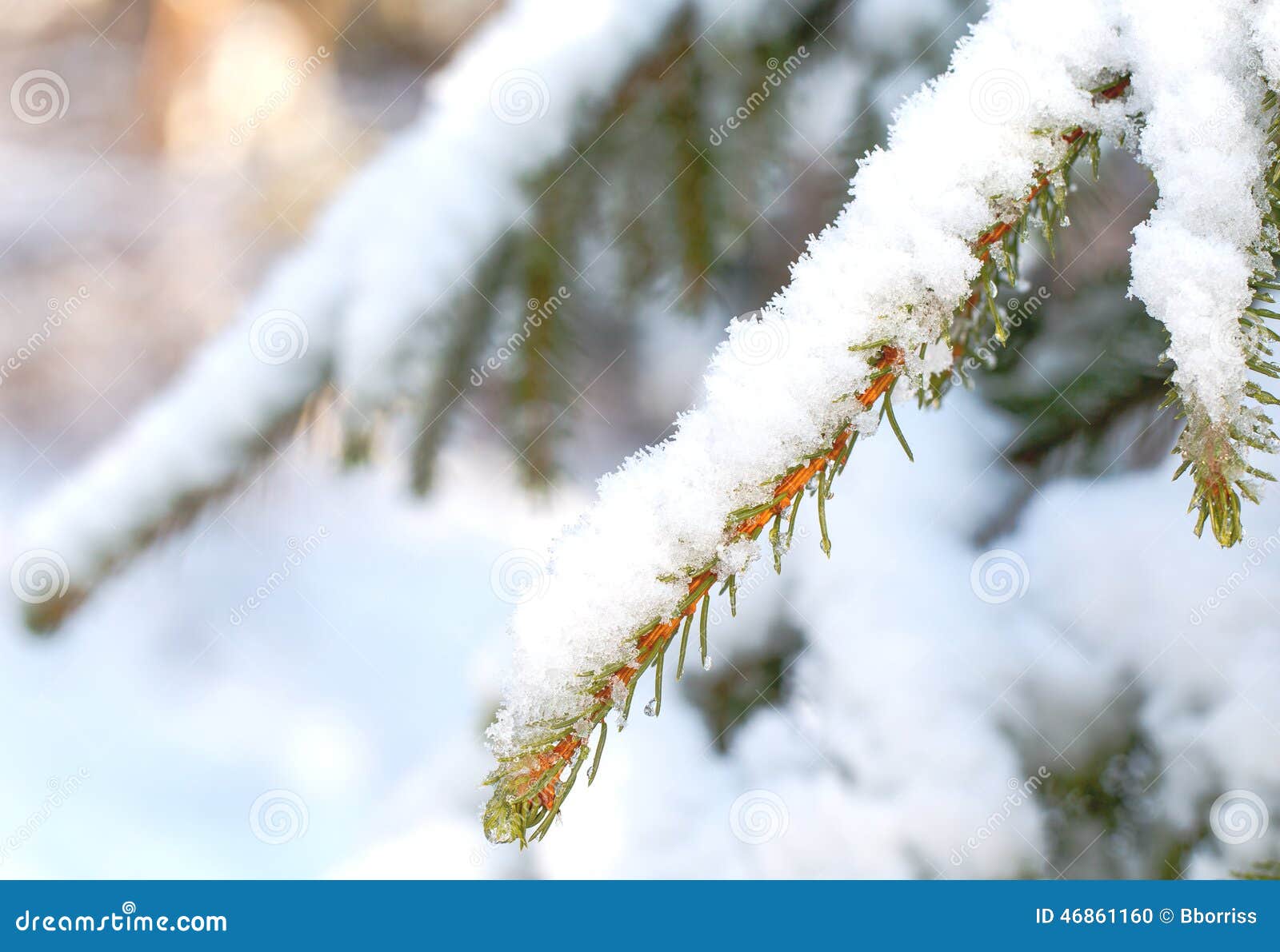 Fur-tree branches stock photo. Image of growth, organic - 46861160
