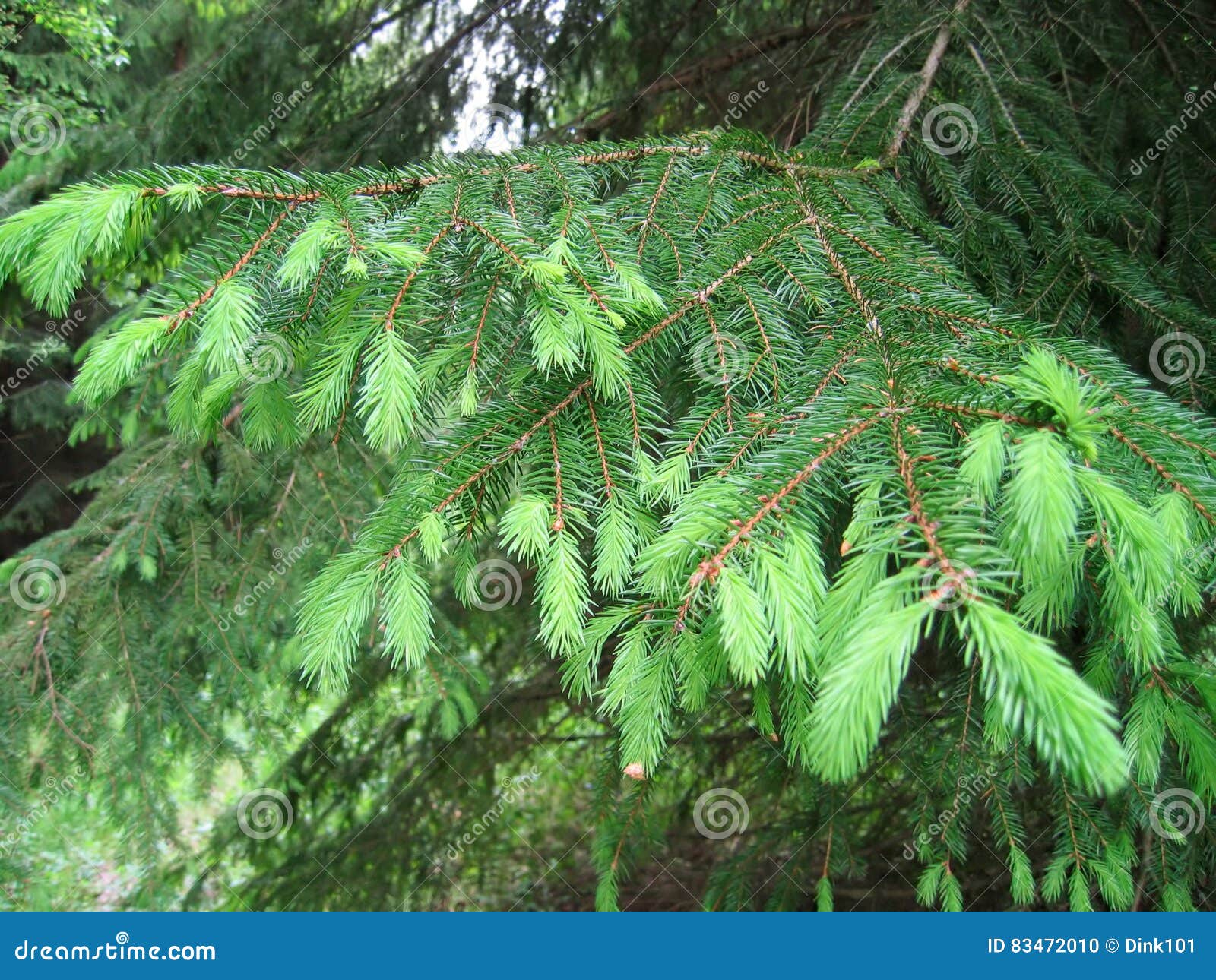 Fur tree branches stock photo. Image of texture, seasonal - 83472010