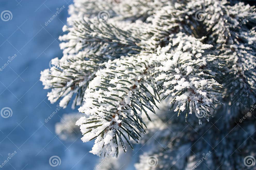 Fur-tree close-up stock image. Image of coniferous, beauty - 12645529
