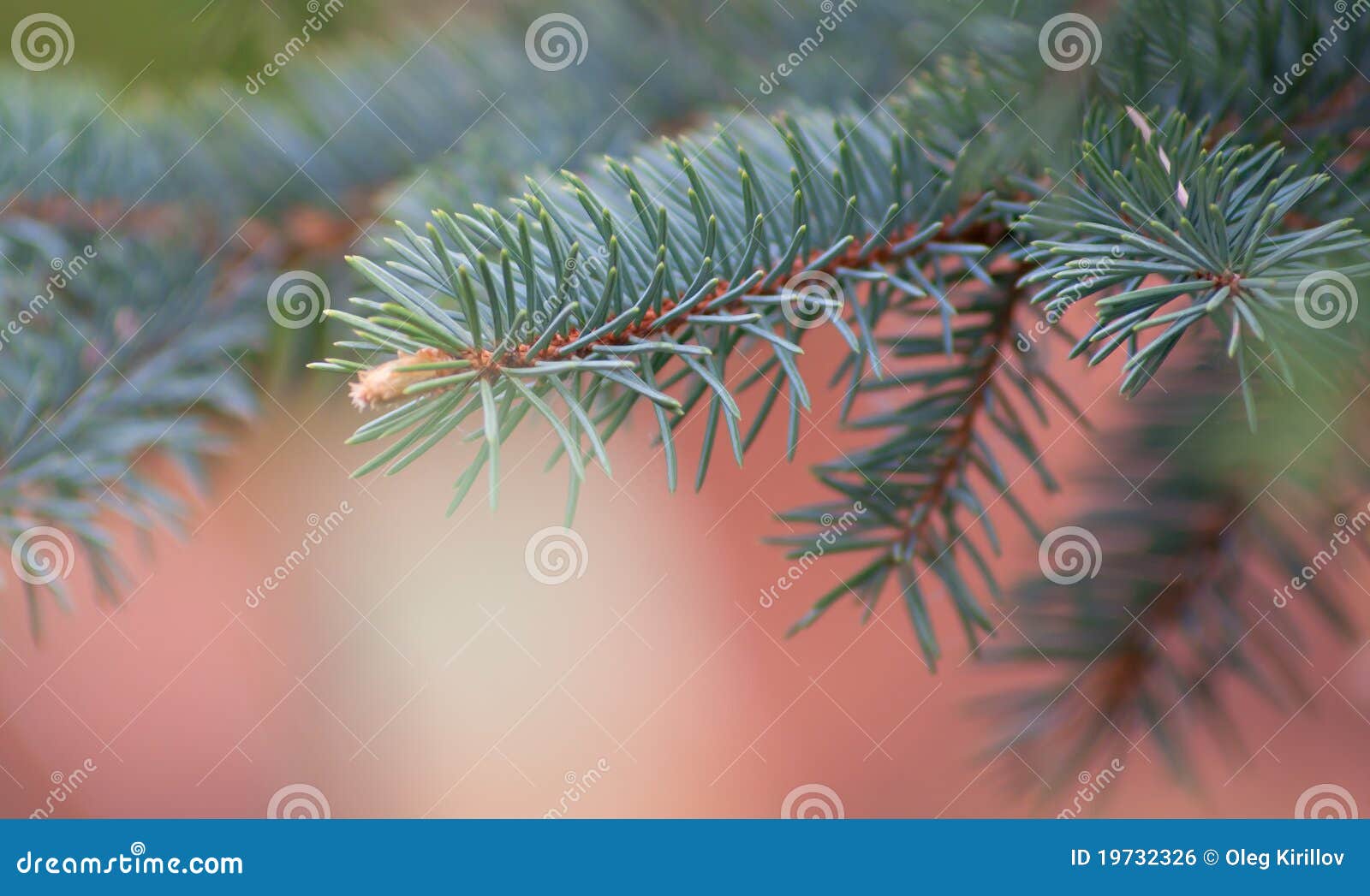 Fur-tree closeup stock photo. Image of holiday, season - 19732326
