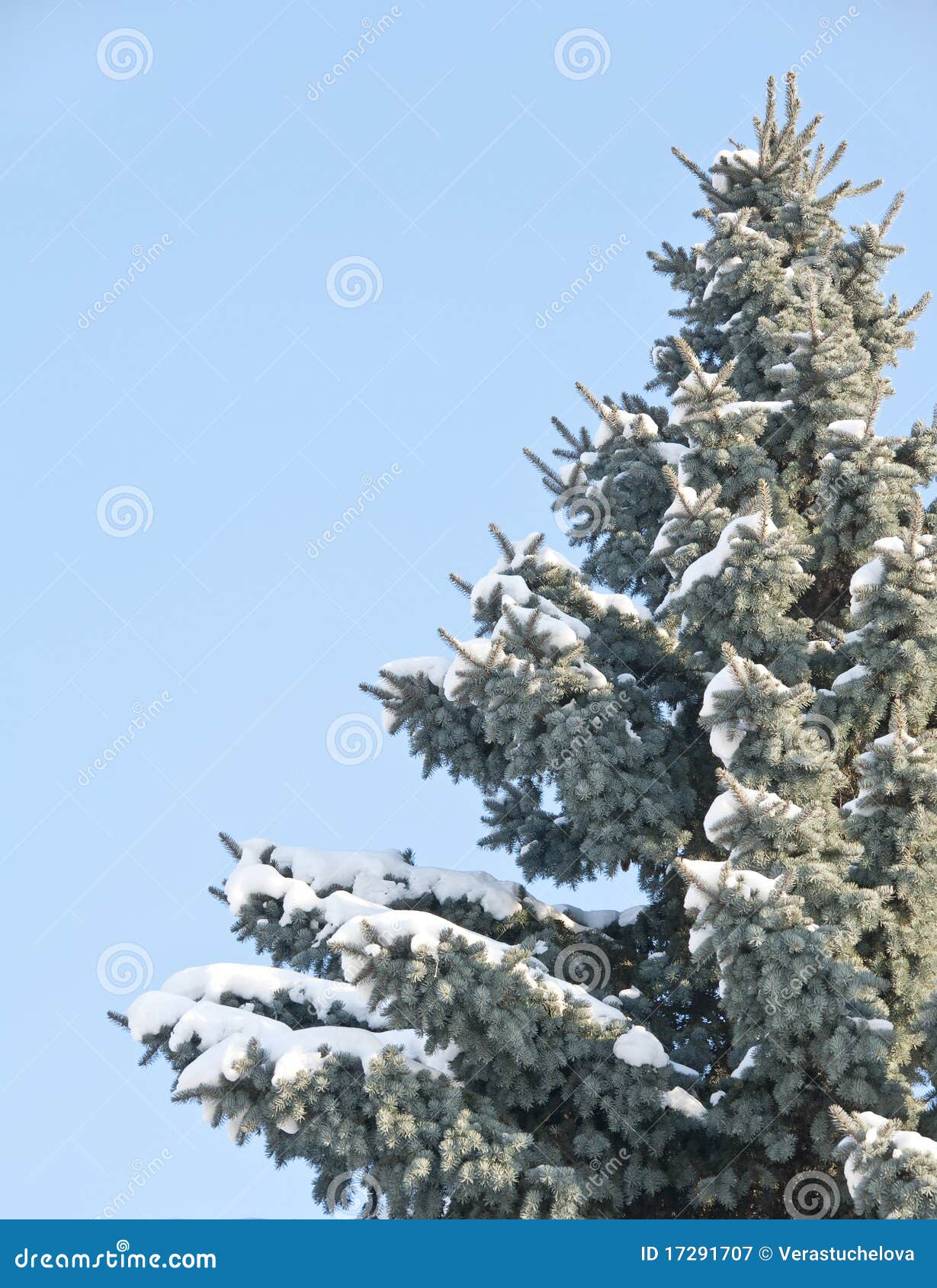 Fur tree covered with snow stock image. Image of celebration - 17291707