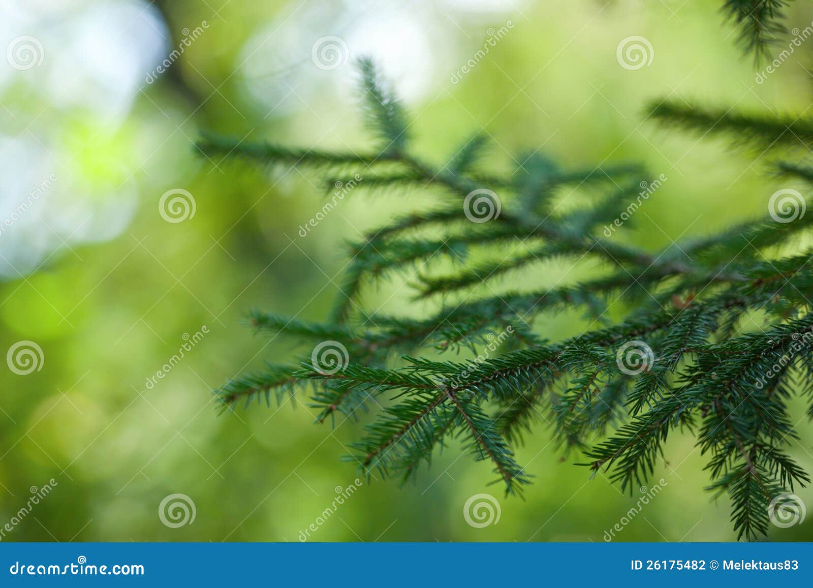 Fur-tree green branch stock photo. Image of nature, plant - 26175482