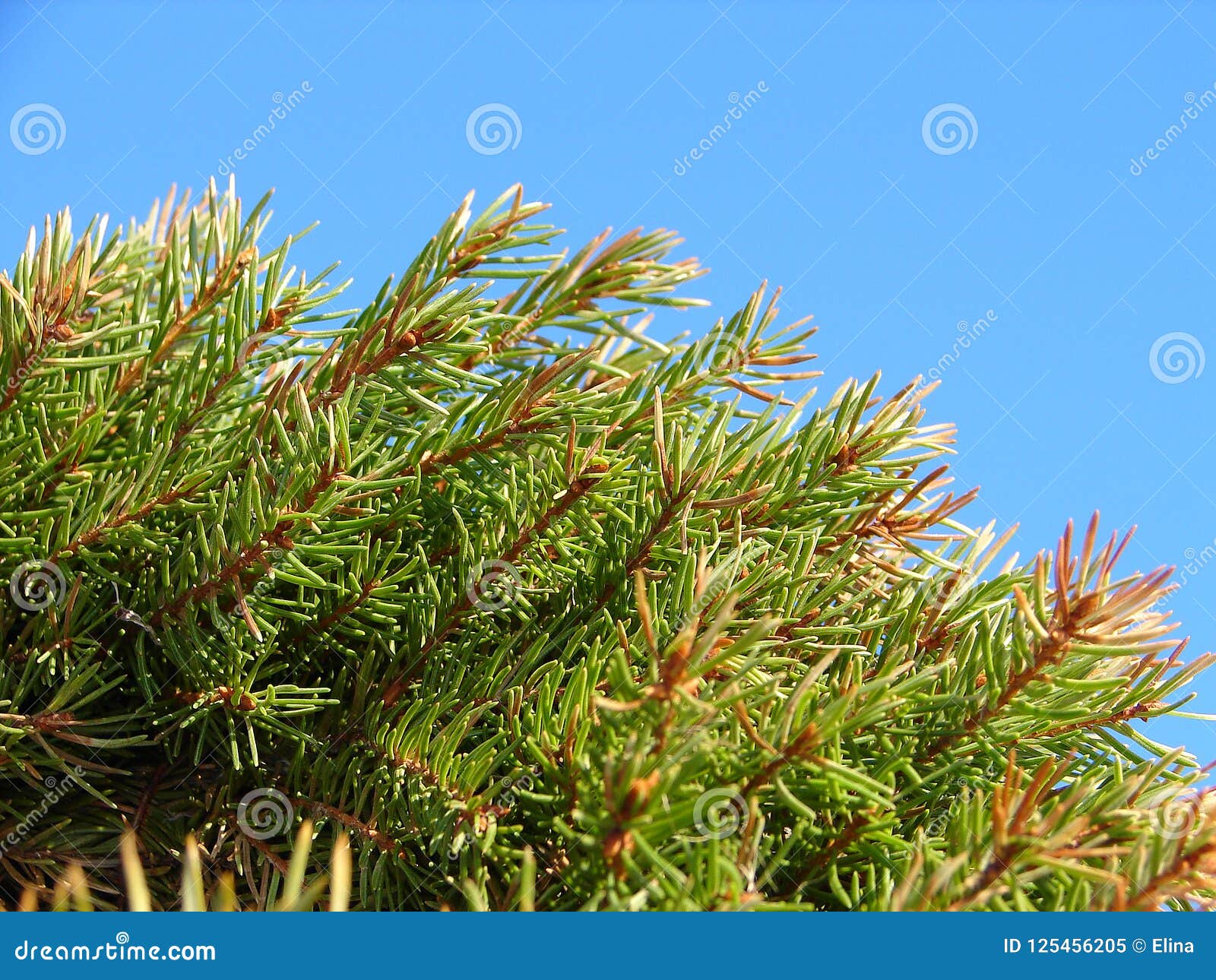 Fur-tree Green Branches on Blue Sky Background Stock Image - Image of ...
