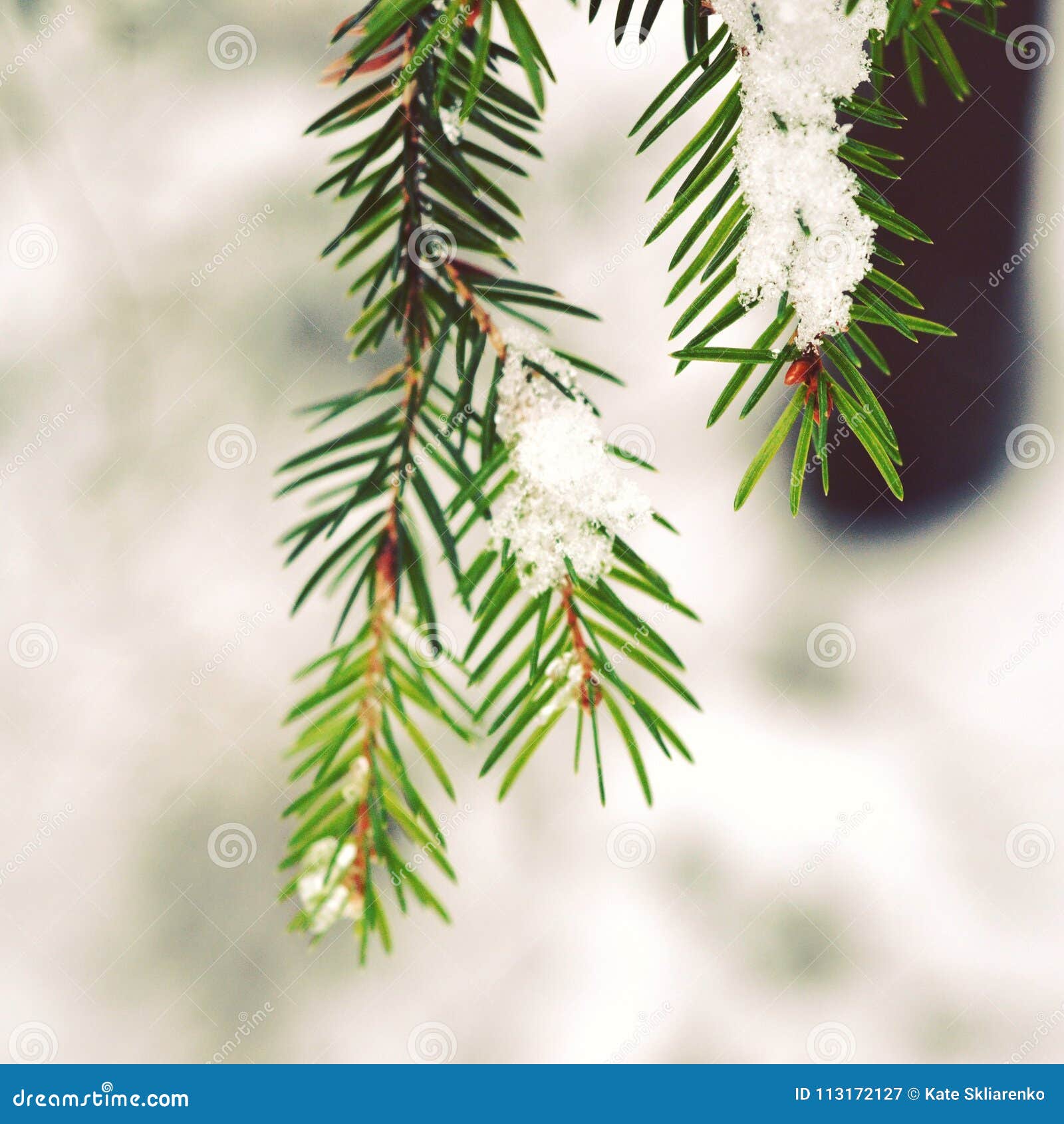 Fur tree stock image. Image of tree, needles, pine, macro - 113172127
