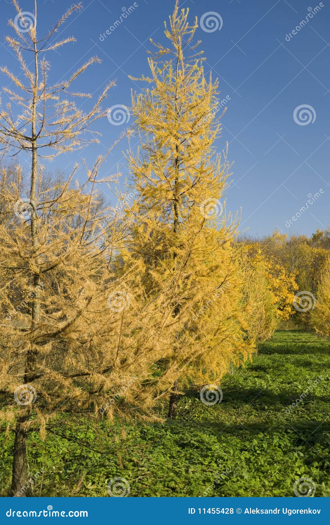 Fur tree in park stock photo. Image of pinaceae, woods - 11455428