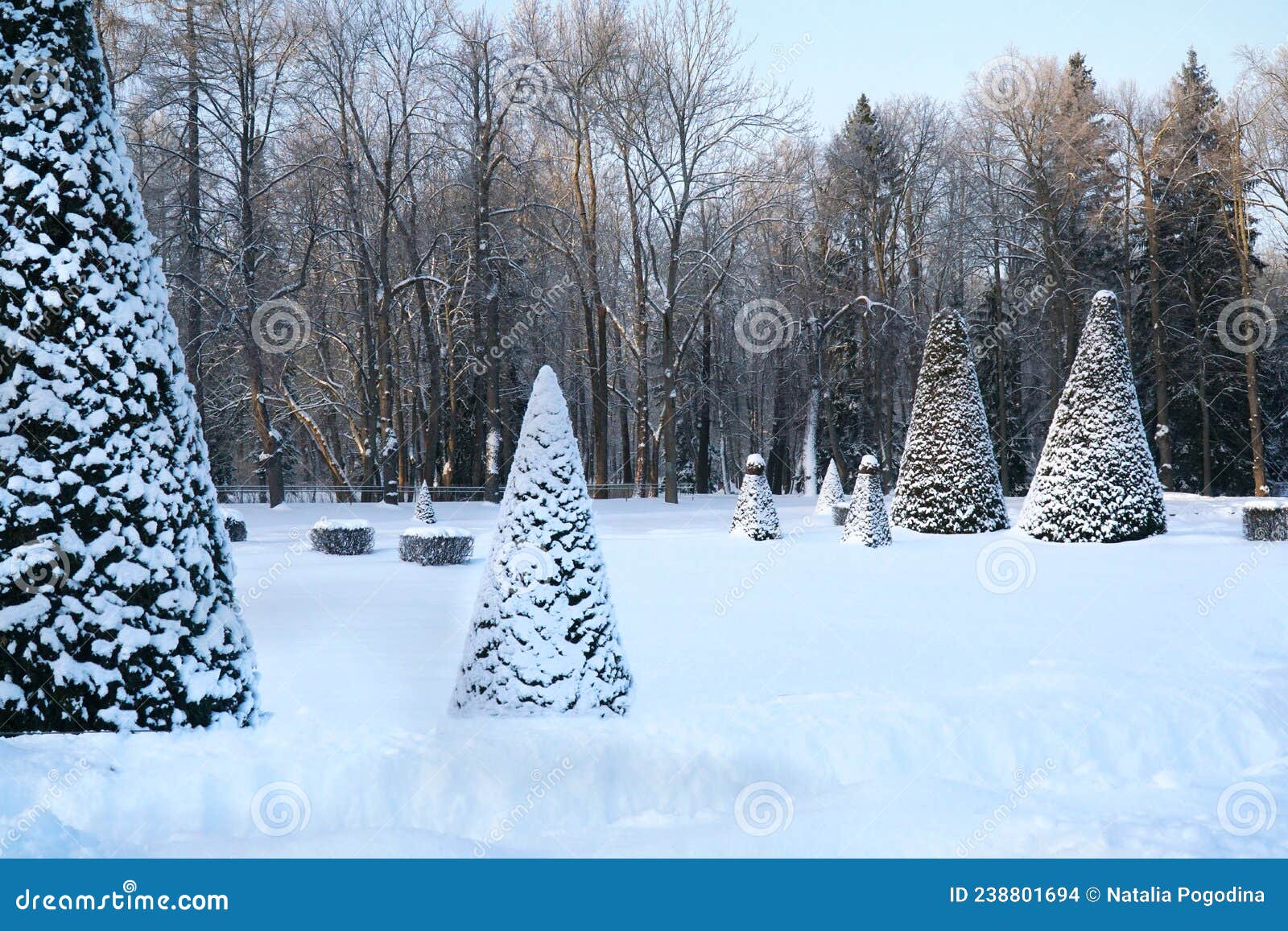 Fur Tree in the Park in Winter. Triangular Christmas Trees in the Snow ...