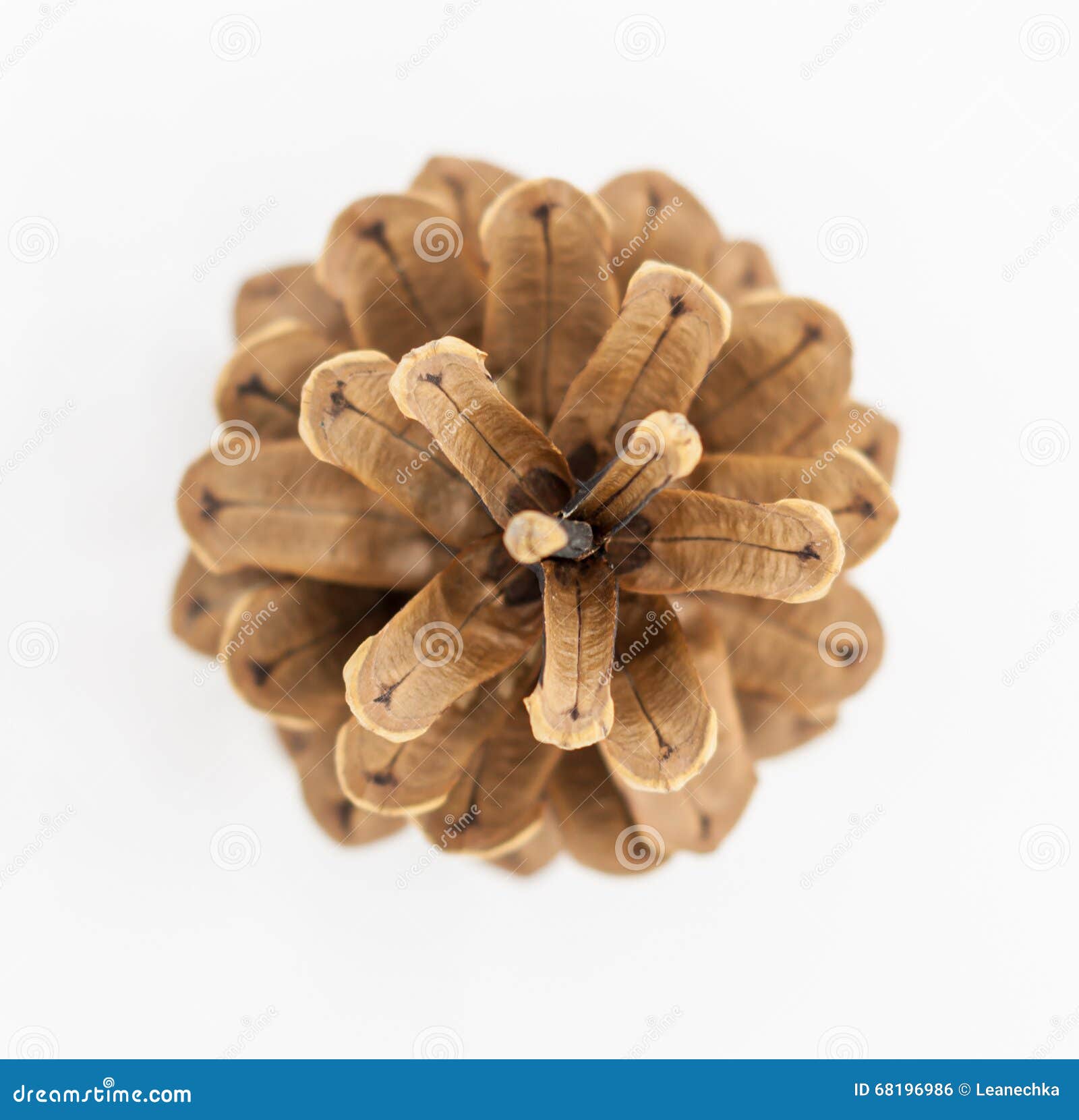 Fur-tree and Pine Cone Isolated Stock Photo - Image of branch, decor ...