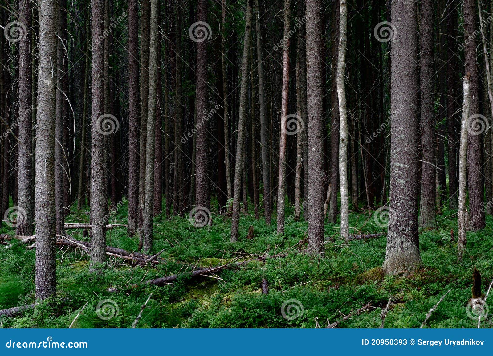 Fur-tree pine forest stock image. Image of horizontal - 20950393