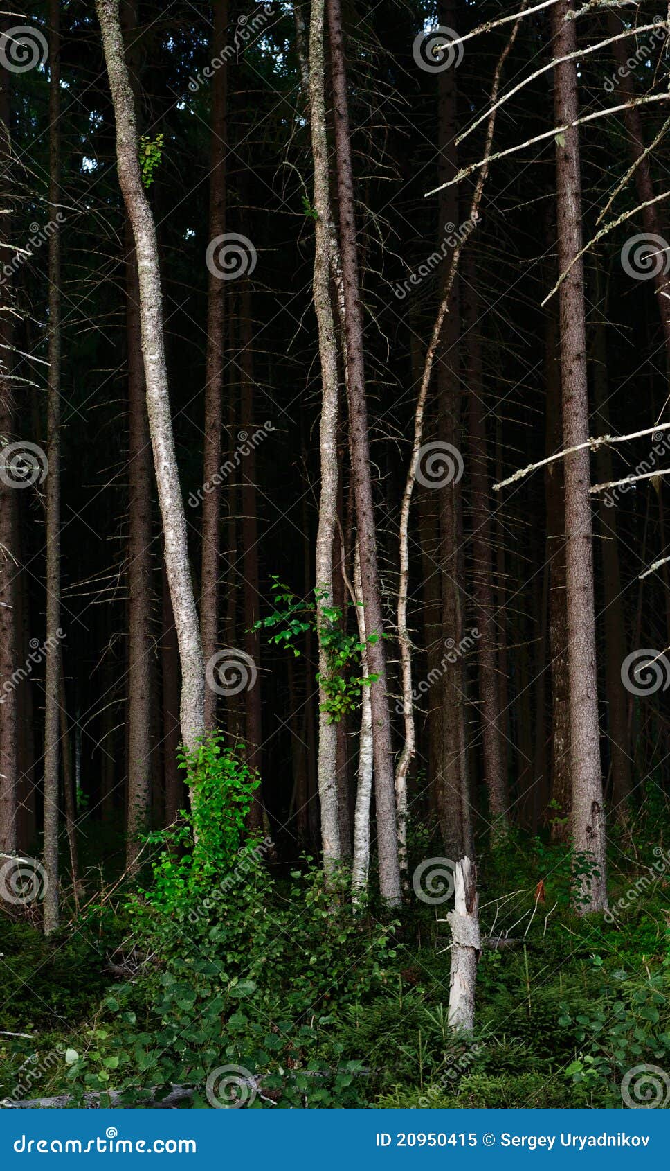 Fur-tree pine forest stock image. Image of horizontal - 20950415
